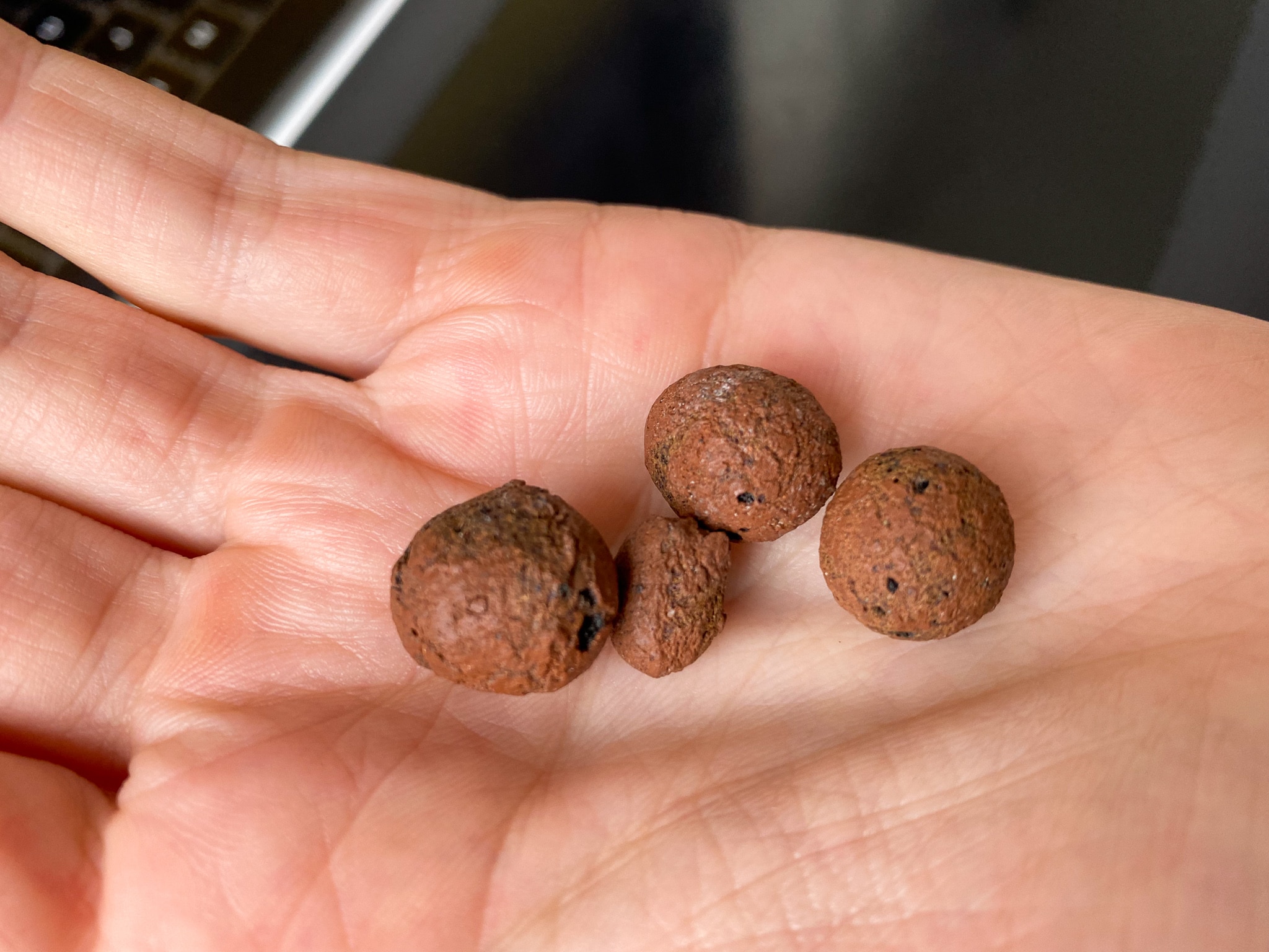 The pros and cons of growing indoor plants in LECA - ABC News