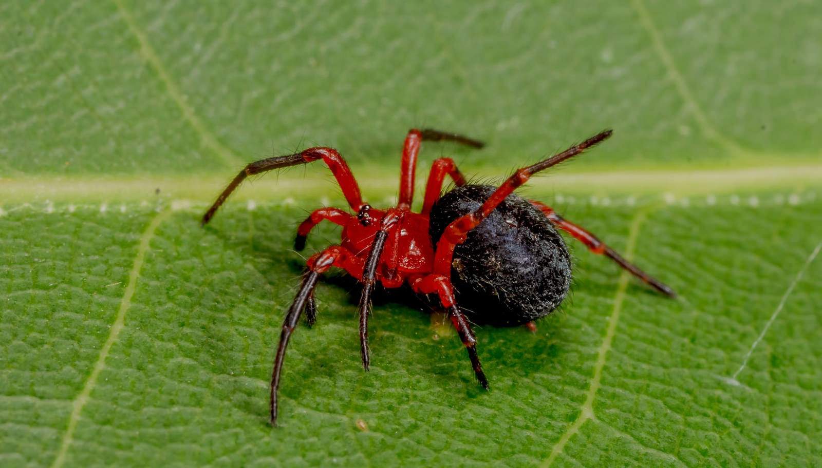 A field guide to the spiders of Australia - ABC listen