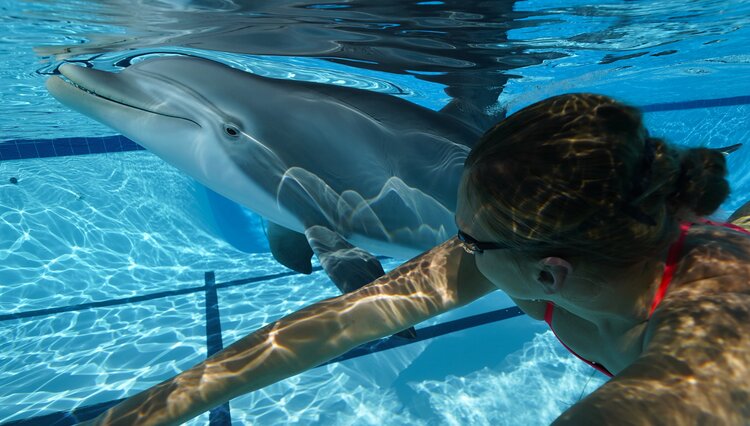 Animatronic dolphin unveiled by creators of Hollywood creatures, who ...