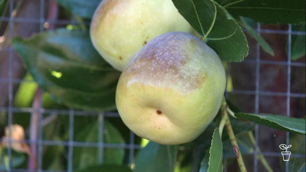 Subtropical Surprise - Gardening Australia