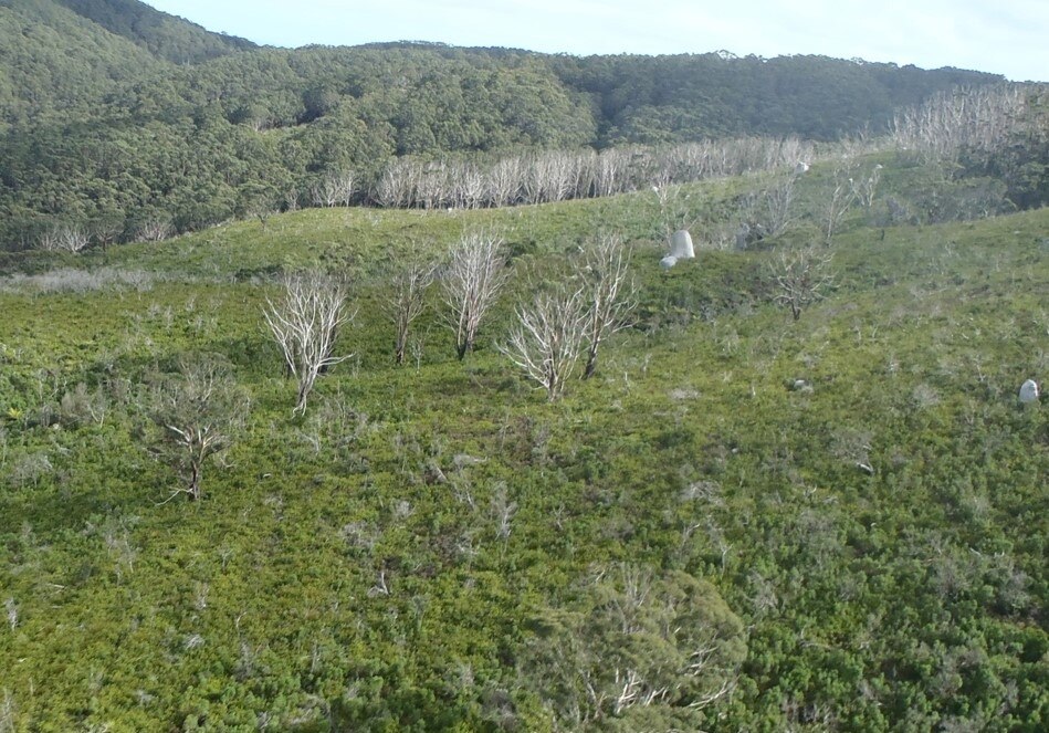 Parks Victoria project focuses on reviving eucalyptus trees at Wilsons ...