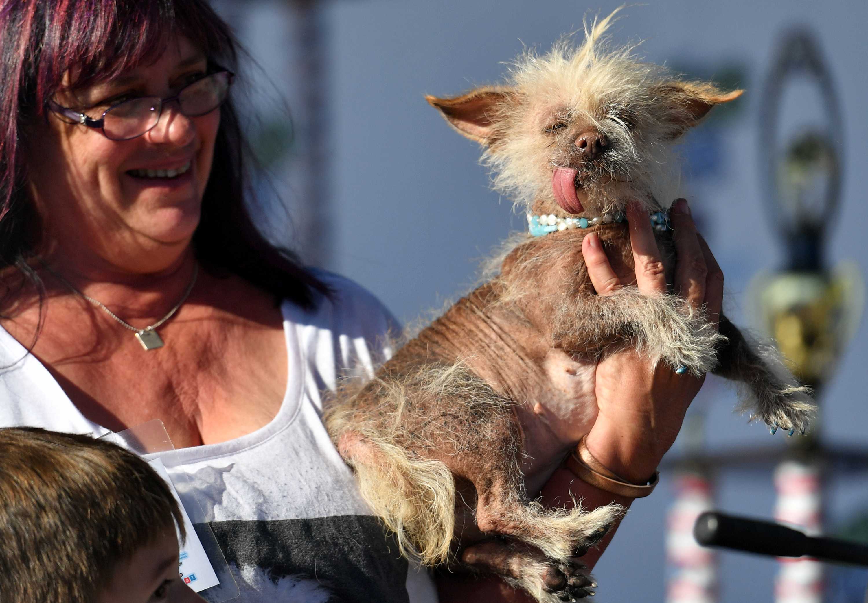 World's Ugliest Dog competition awards top prize to Sweepee Rambo - ABC ...