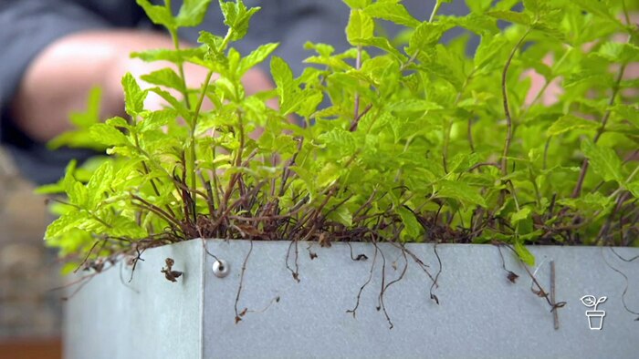 Wicking Planter Boxes - Gardening Australia