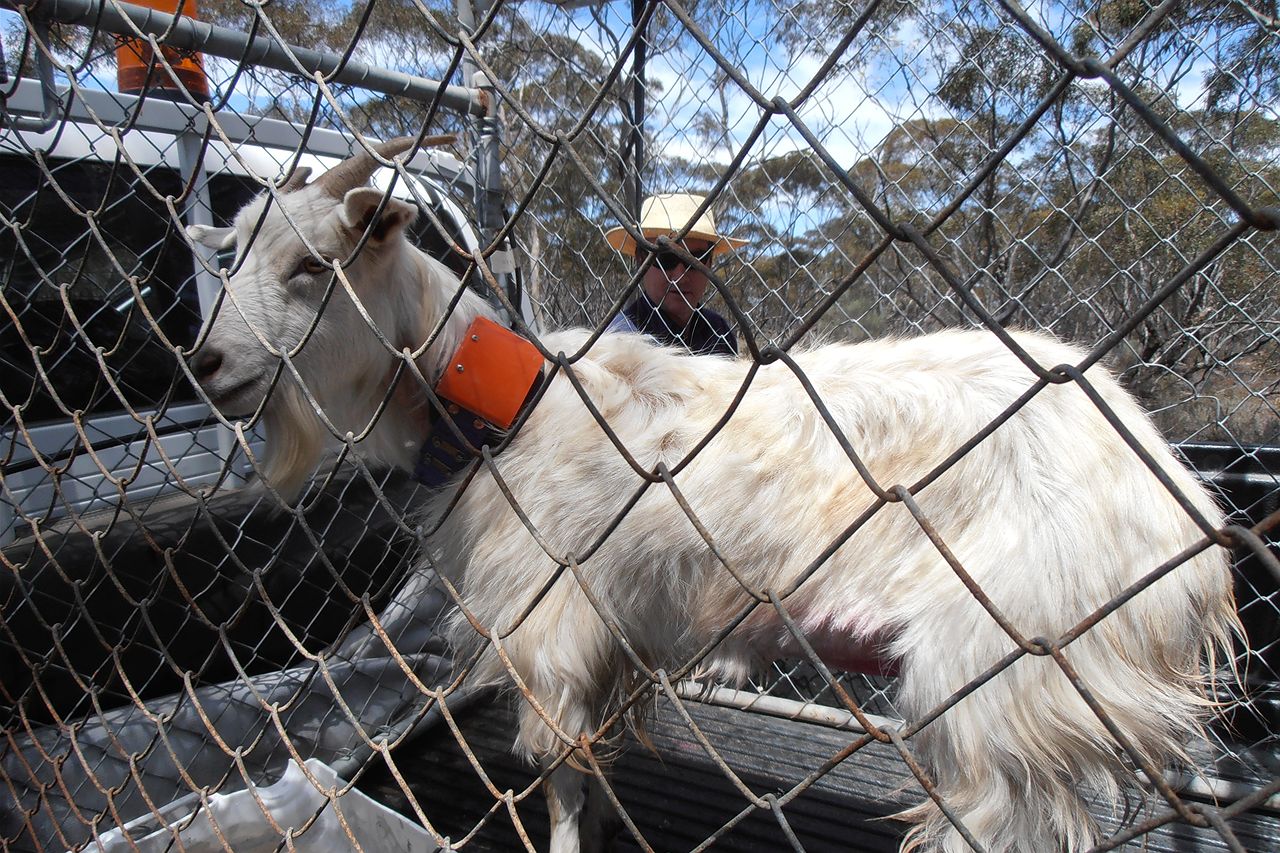 'Judas goats' being released in the SA Mallee - ABC News