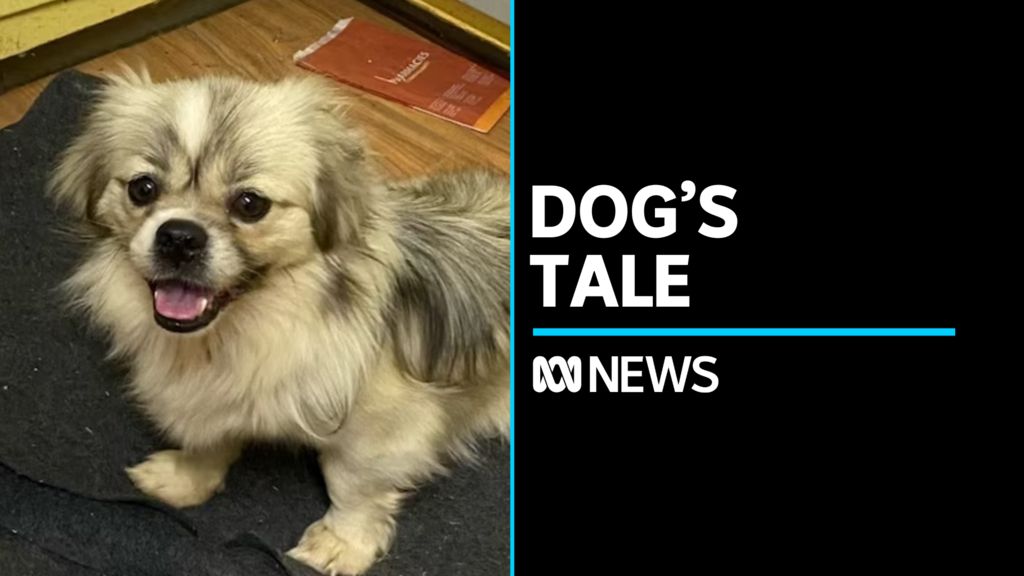 Missing pet found five months after going missing in NSW - ABC News