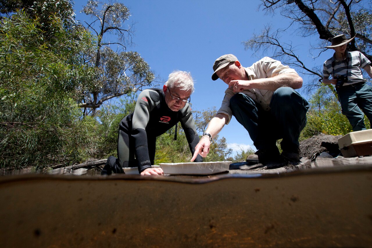 Bush blitz reveals state of critically endangered wildlife - ABC listen
