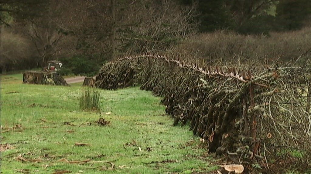 Living Fences: Restoring Australia's historic hedge rows - ABC News