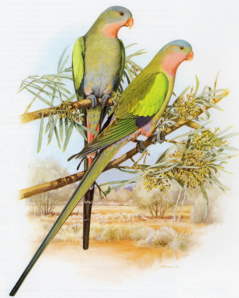 Trespass, ticks and twitchers – the price of a parrot - ABC News