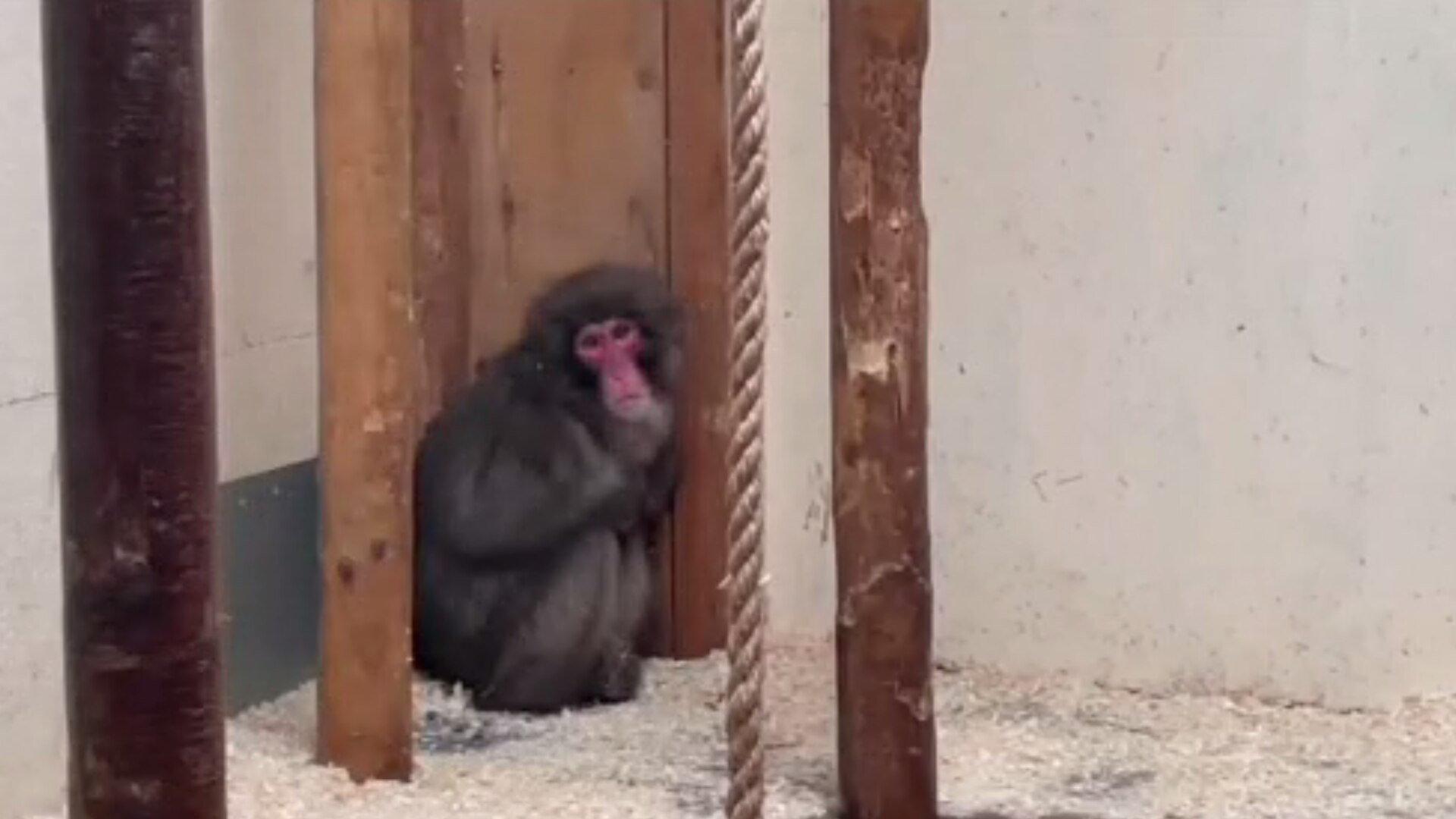 Escaped monkey found after five days loose in Scotland - ABC News