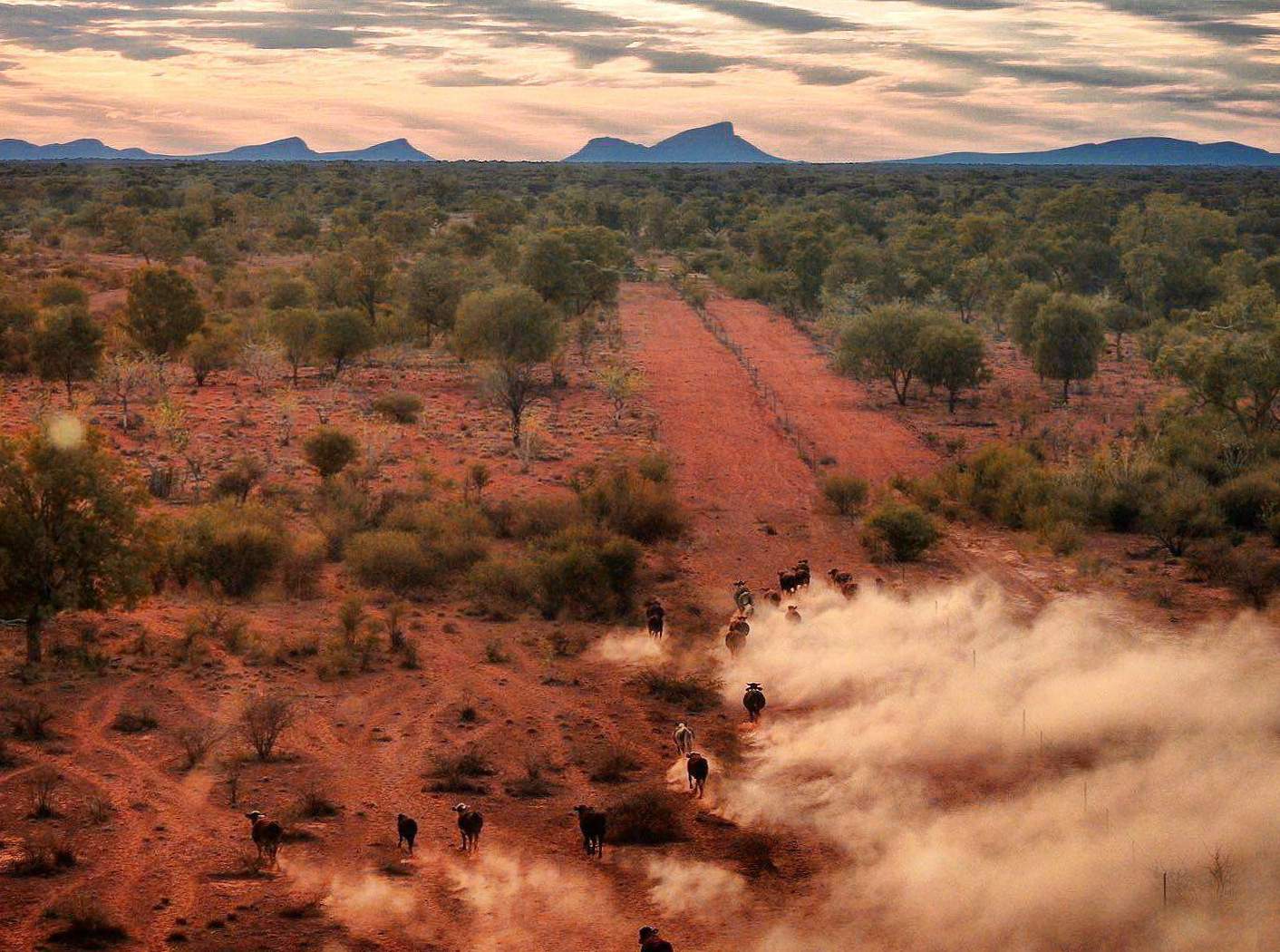 Cattle station life popular with city dwellers in Nikita Hayes' glimpse ...