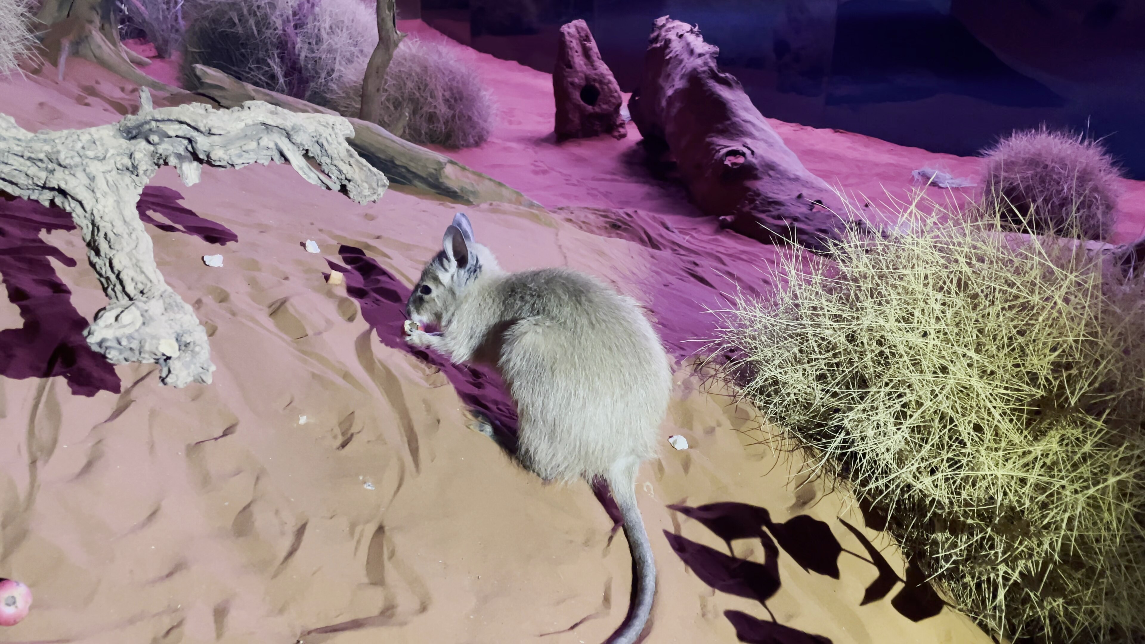 High hopes for rufous hare-wallaby – mala – breeding…