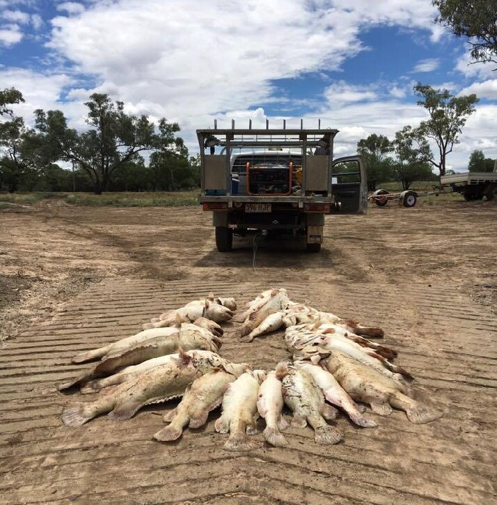 Hundreds of fish, crabs die after extreme Queensland weather - ABC News