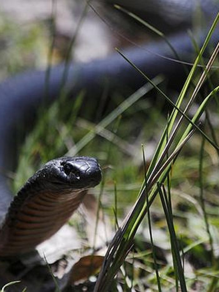 Ancient fossils help scientists identify world's oldest snakes - ABC Radio