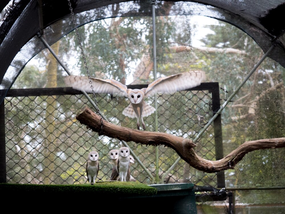 Barn owls saved and ready to be released - ABC News