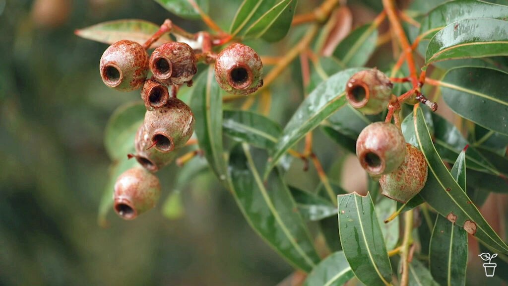 Tree Quarantine | Polyphagous Shot-Hole Borer (PSHB) - Gardening Australia