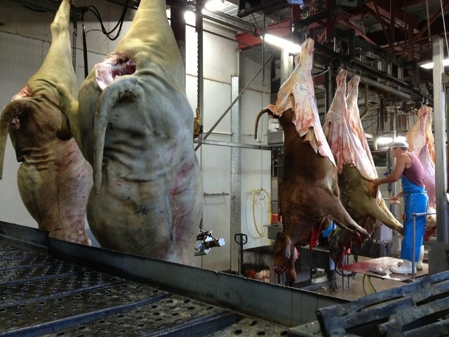 Halal certification needed so meat producers can grow exports, says ...