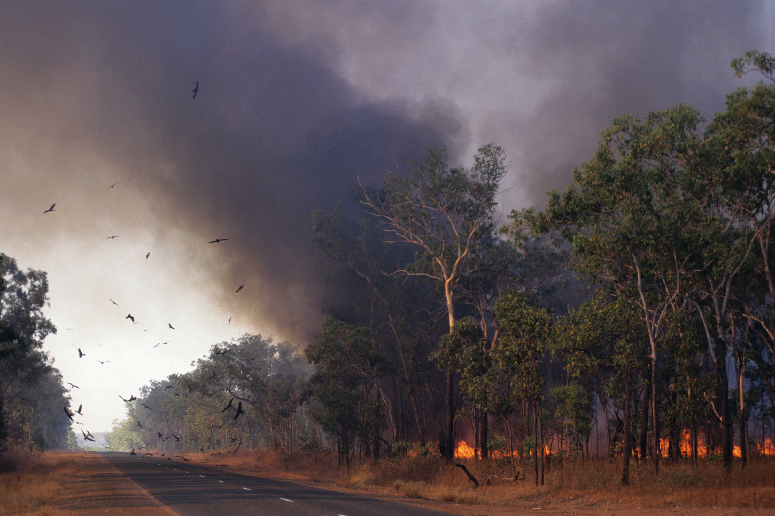 The hunt for the bushfire birds - ABC listen