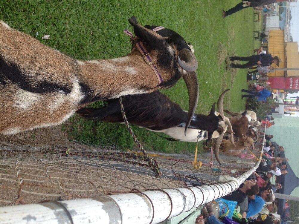 Goat races prove to be a crowd pleaser in Central Queensland - ABC News