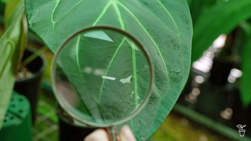 Roots and Shoots with Amber Cunningham and Sabrina Hahn - ABC listen
