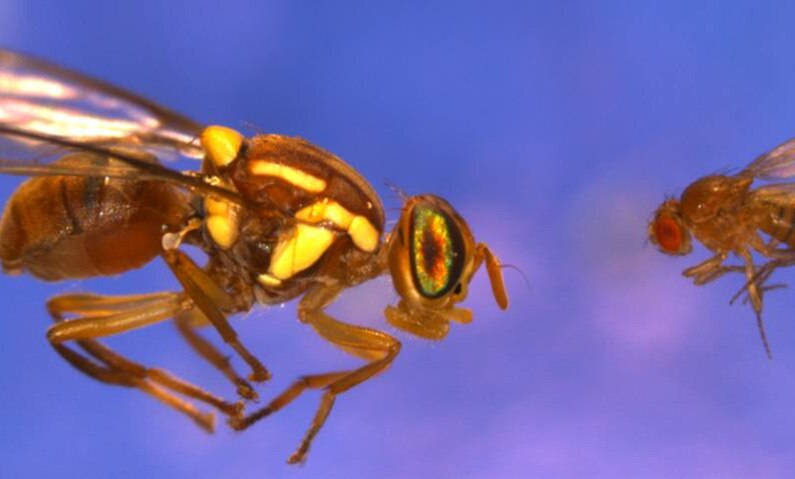 Australian scientists first in world to map genome of Queensland fruit ...
