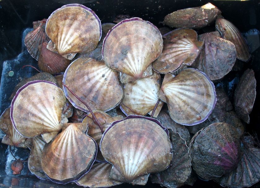 Grilled scallops wrapped in prosciutto - ABC Everyday