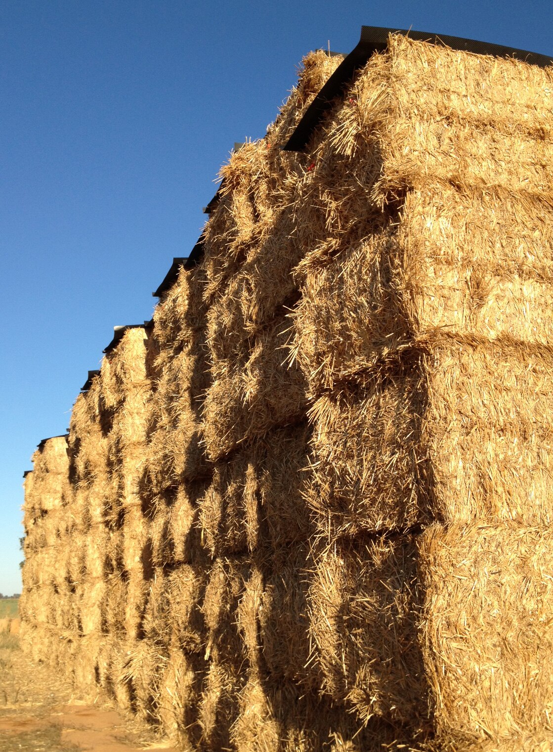 Hay producer faces worst season since 1982 - ABC listen