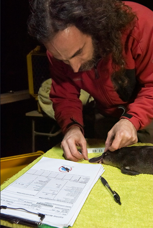 Platypuses need threatened species recognition in NSW, researcher says ...