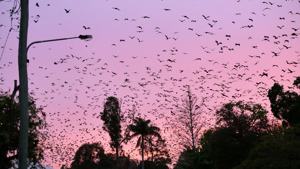 Pyrotechnics used to disperse bats from Charters Towers - ABC News