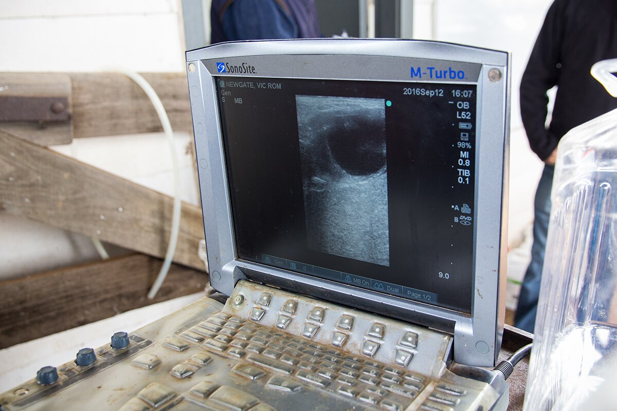 Every cover counts: a day in the life of a Hunter Valley horse stud ...