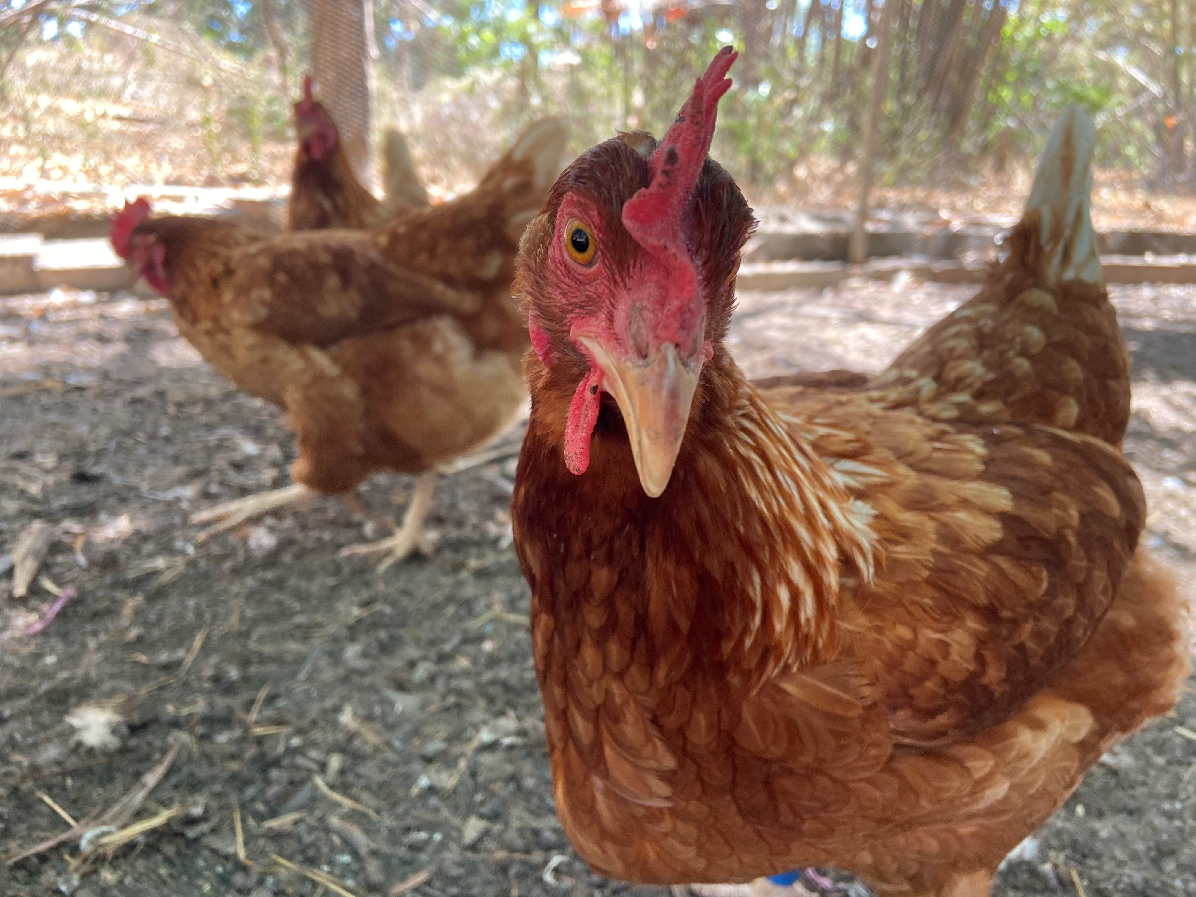 The Top End's Sentinal Chicken Program celebrates 30 years - ABC listen