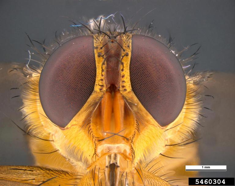 Fly season: What to know about Australia's most common flies and how to ...