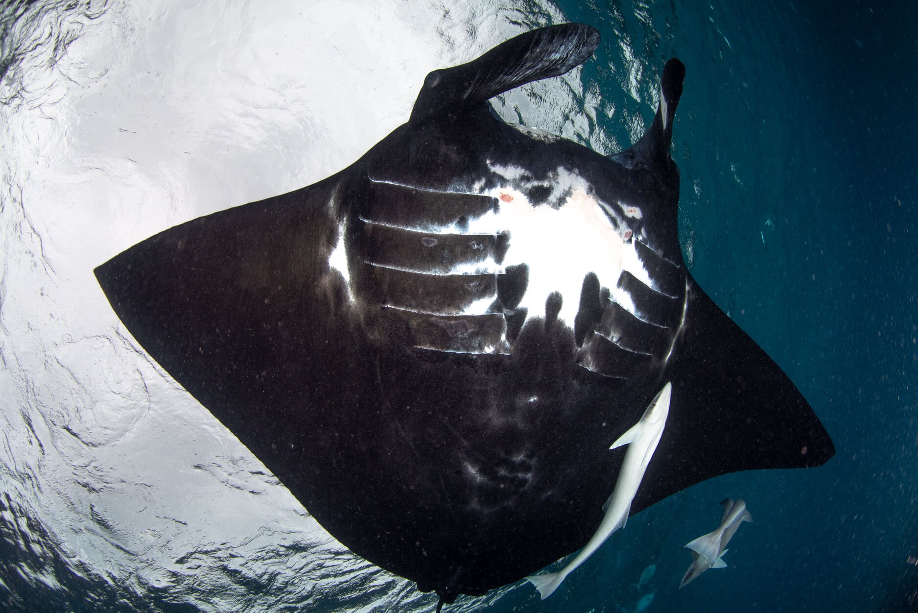 World's oldest known manta ray celebrates more than 40 years on Great ...