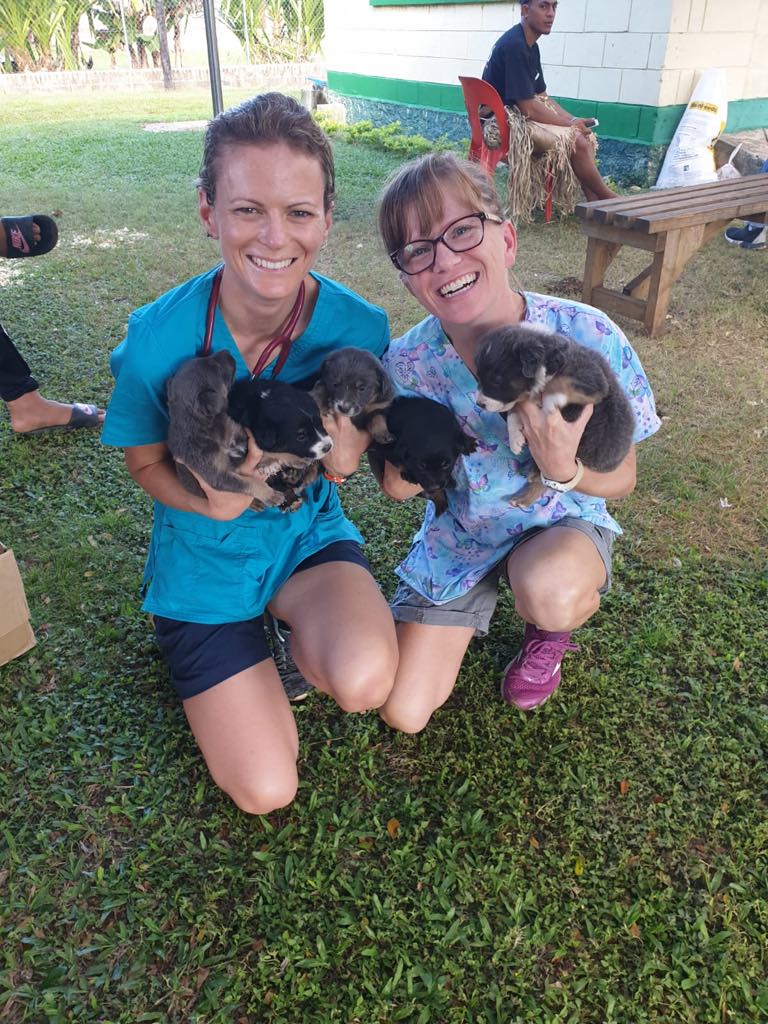 Tonga's dog population surges as coronavirus restrictions keep foreign ...