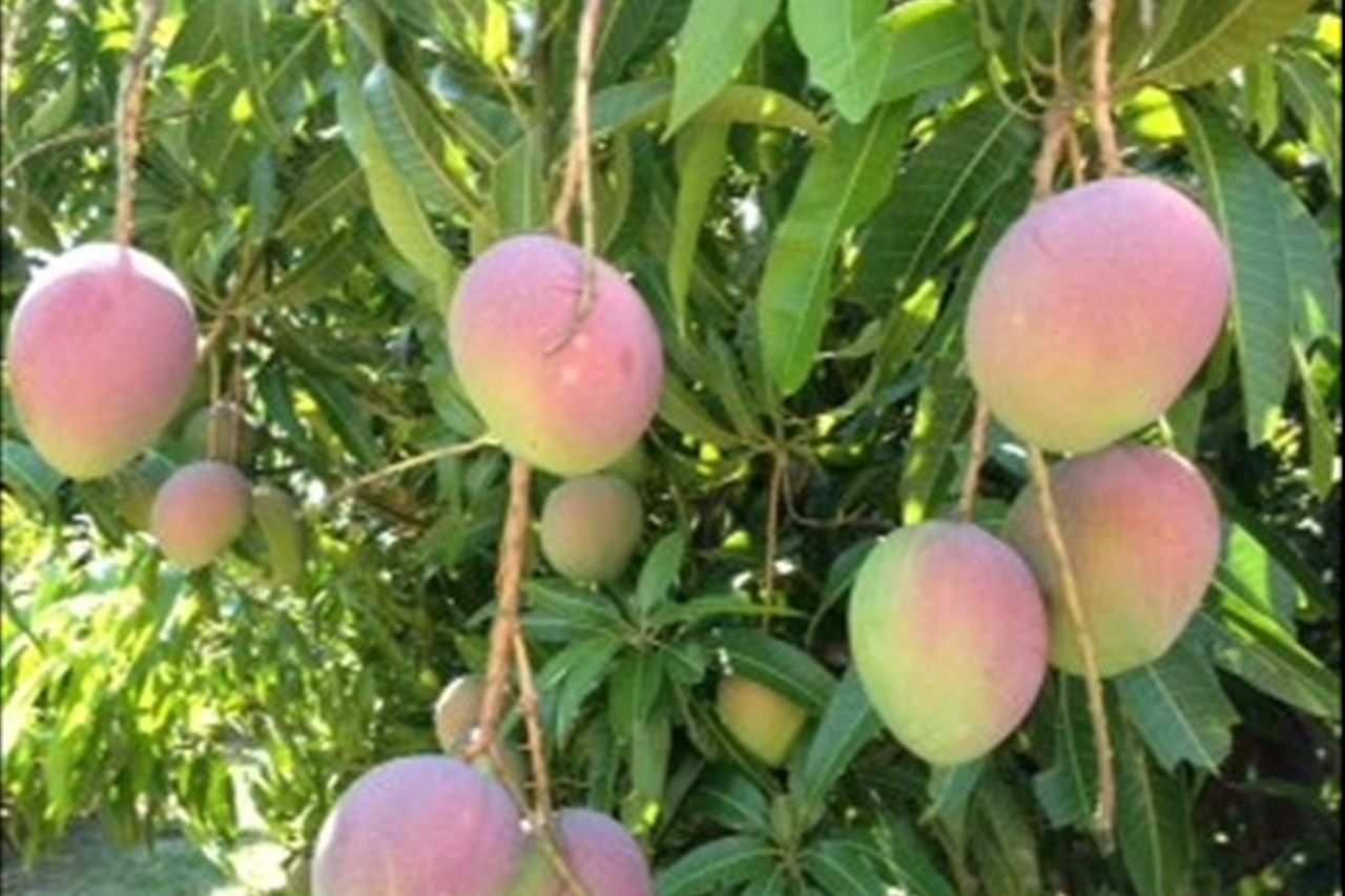 Mango harvest burns pickers' skin - ABC News