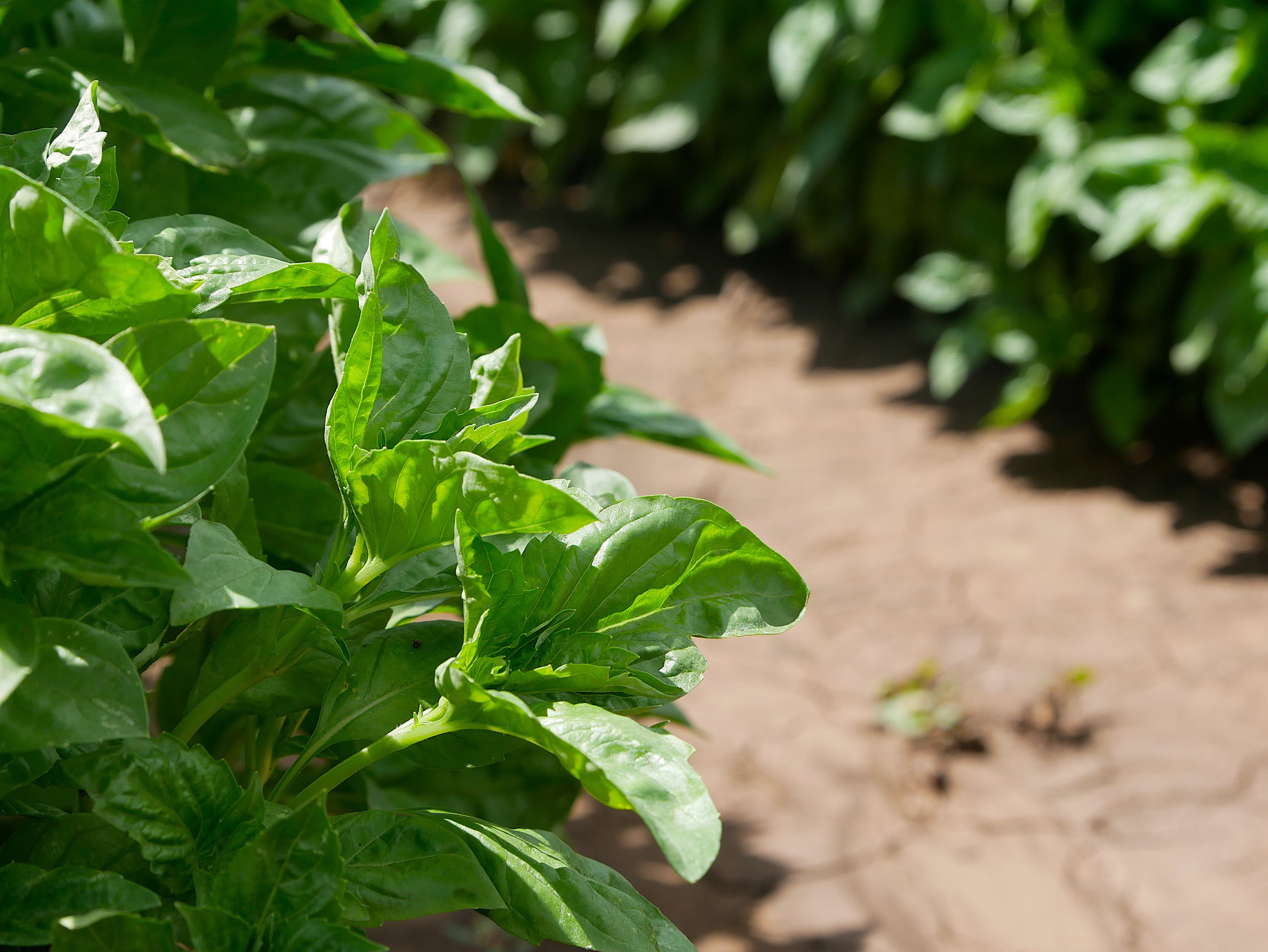 Herb growers report bumper season as demand stagnates in cost-of-living ...