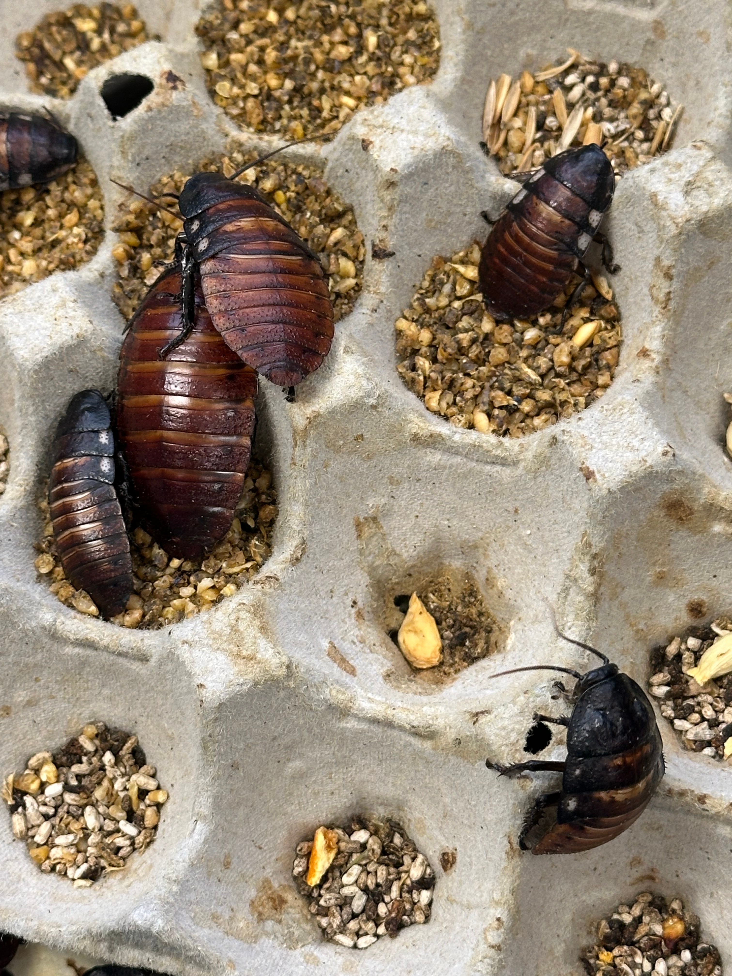 100,000 exotic cockroaches seized from alleged Bathurst breeder - ABC News