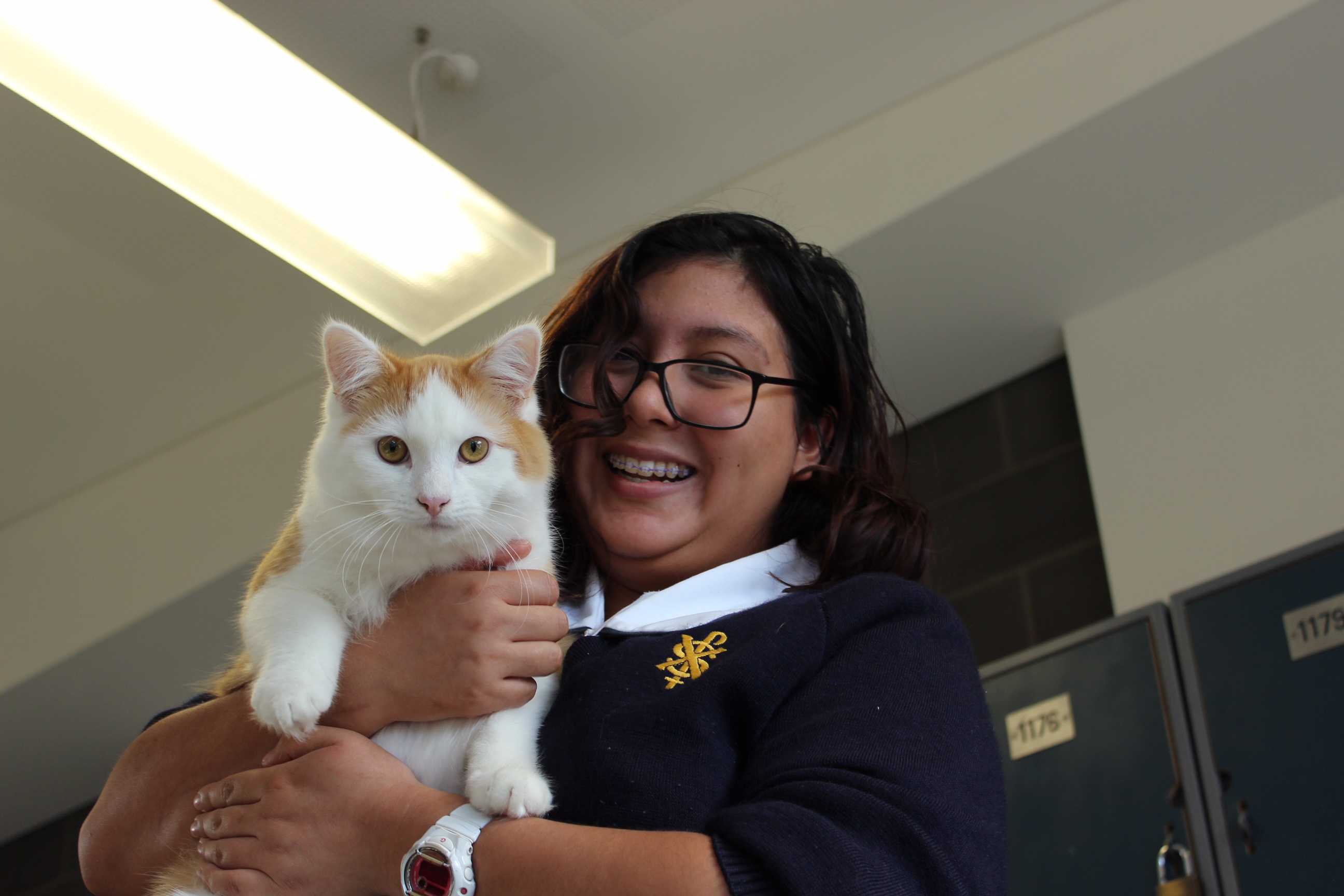 Classroom kittens help stressed Canberra students ahead of exams - ABC News