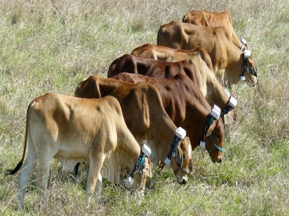 GPS cattle collars for virtual fencing expected to be commercially ...