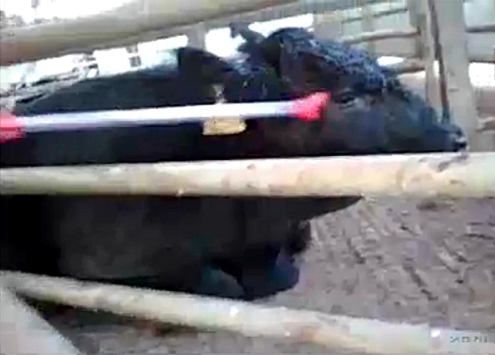 'Sadistic' footage may involve Australian cattle - ABC News