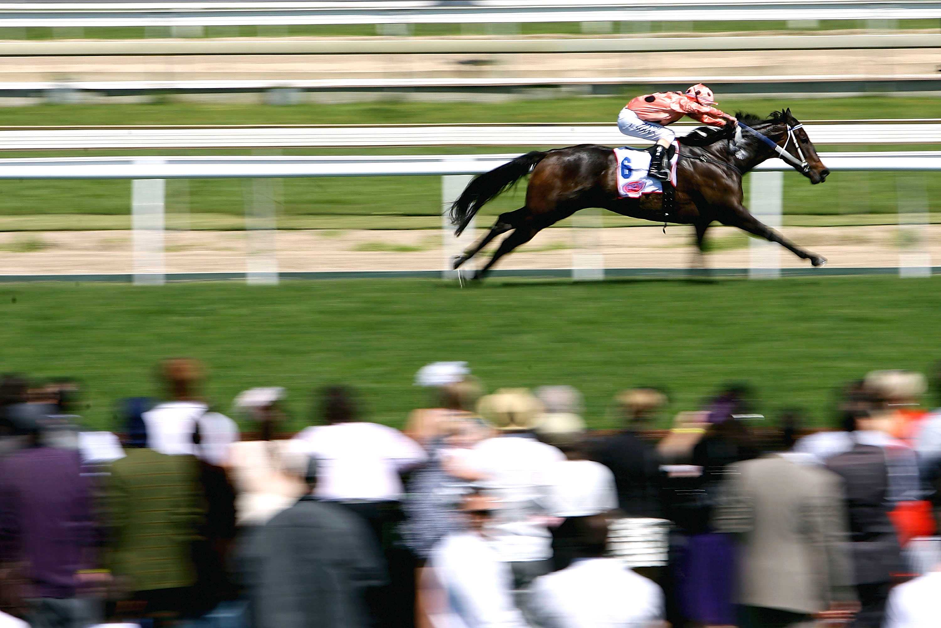 Black Caviar - the road to glory - ABC News