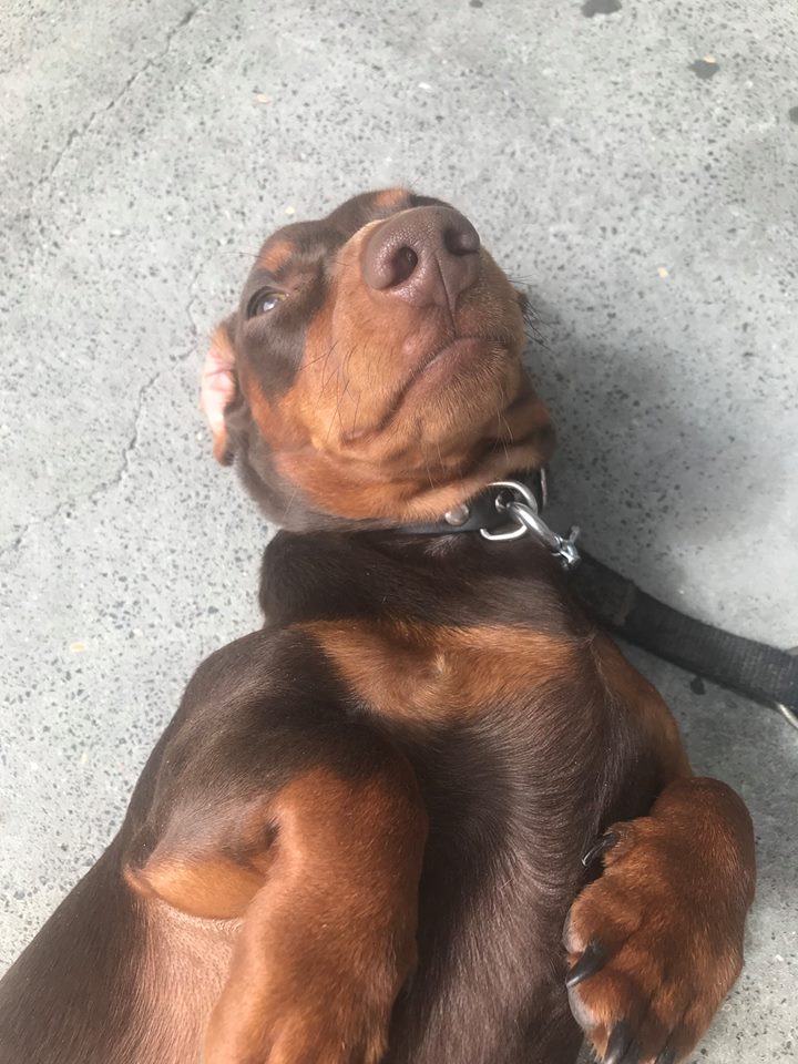 How to handle a needy dog. - ABC Hobart