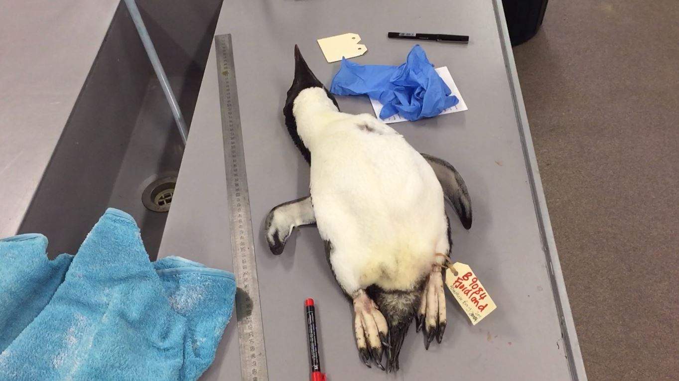 Preparing penguins for research - ABC News