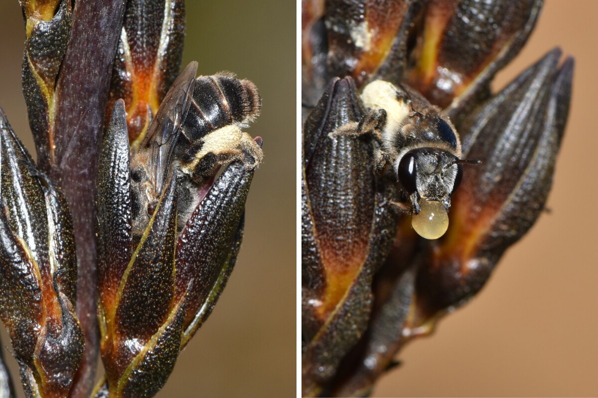 Native bloodroot plant named after iconic Australian Hills hoist ...