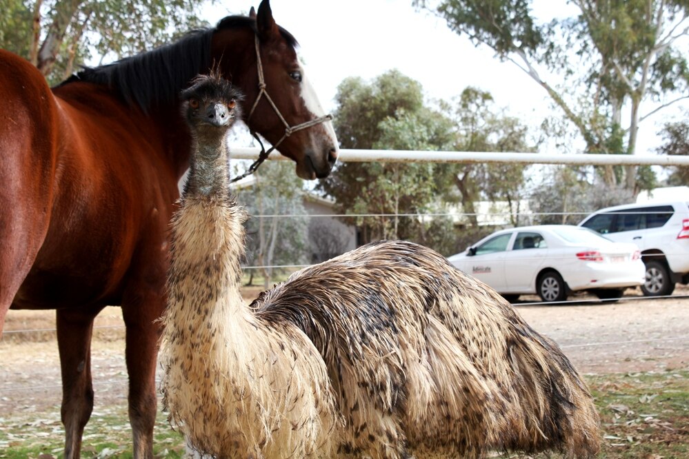 Red Centre emu thinks it is a horse - ABC News