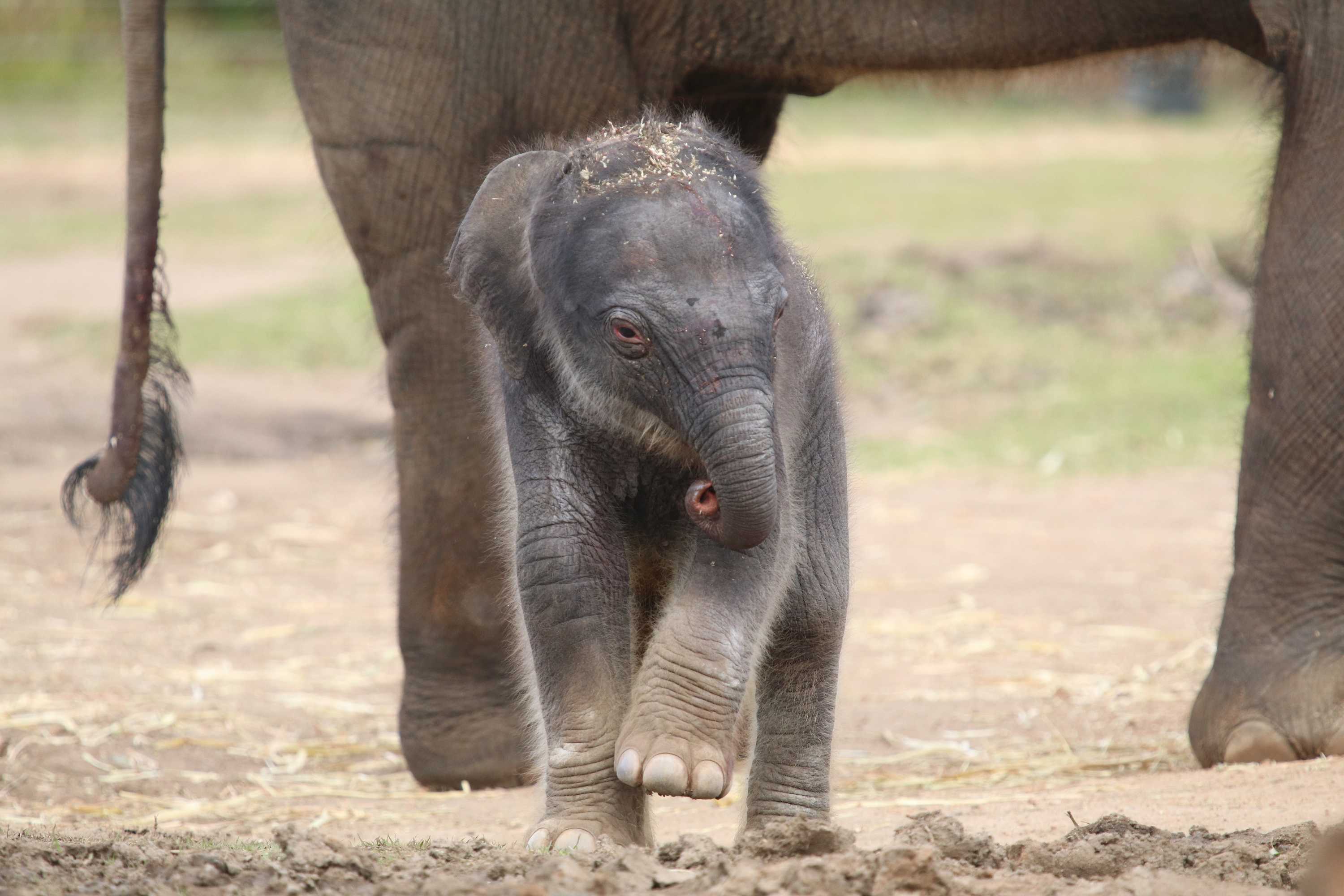 Tiny elephants once hopped around Mediterranean - ABC listen