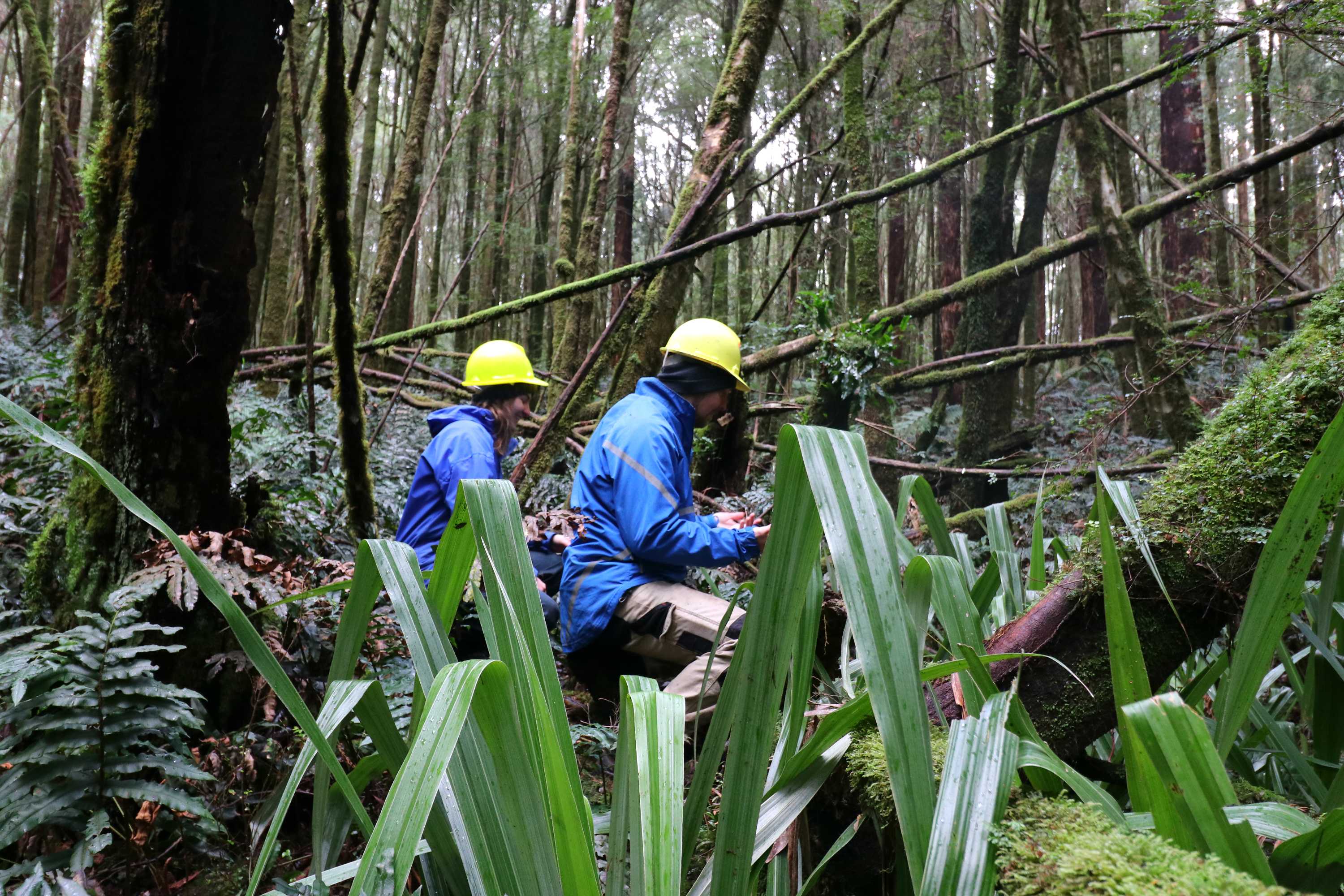 Otway rainforest's tall astelias have power to thrive if given a little ...