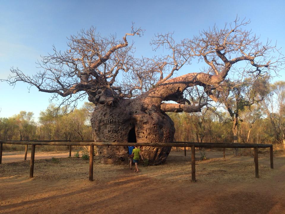 Kimberley's iconic 'prison tree' never used as holding cell for ...