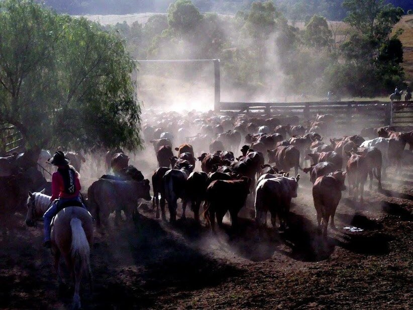 Eidsvold historic cattle drive reignites beef passions - ABC News