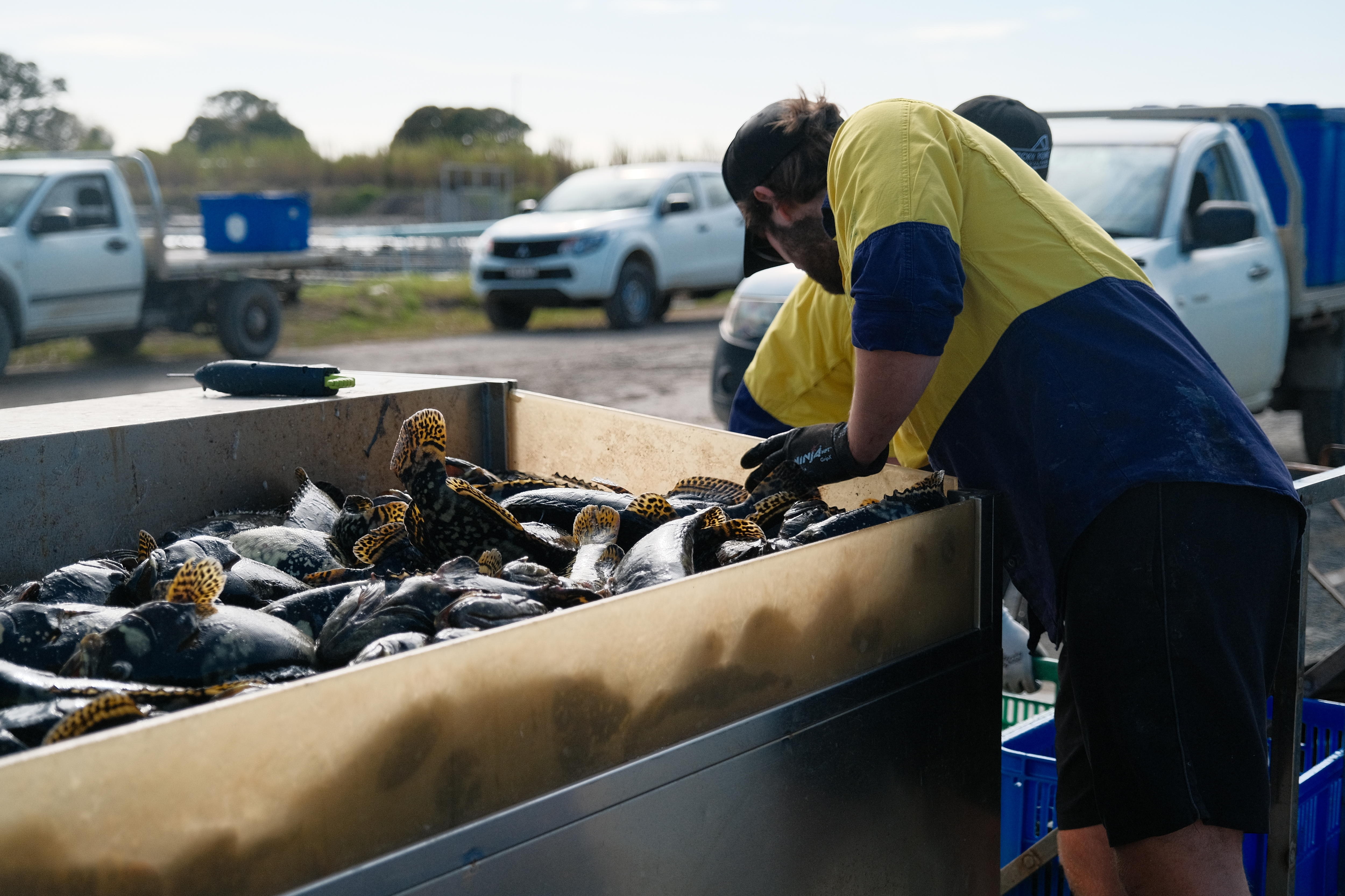 Rocky Point Aquaculture wins in Delicious Magazine's annual Produce ...