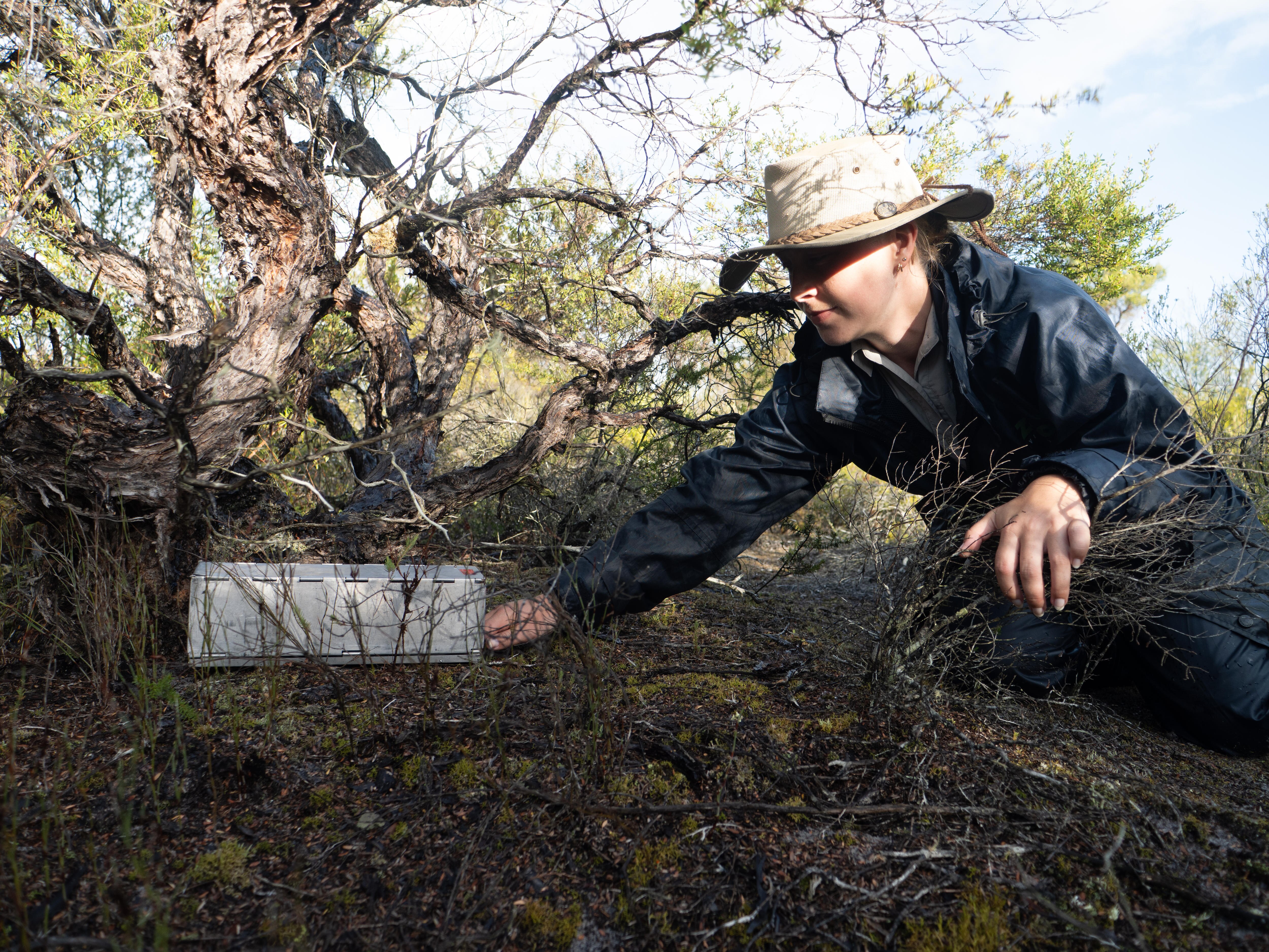 Rare pookila mouse rediscovered in Western NSW as species fights for ...